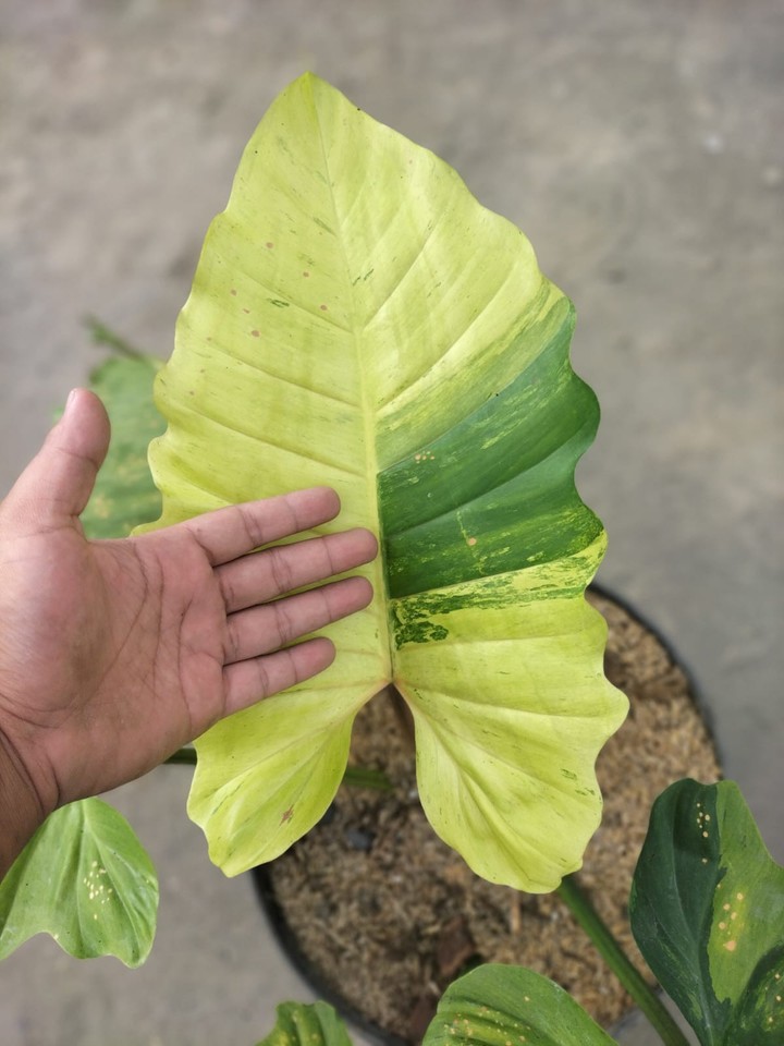 Philodendron Jungle Fiver Variegated Real Picture Big Size House Plant ...