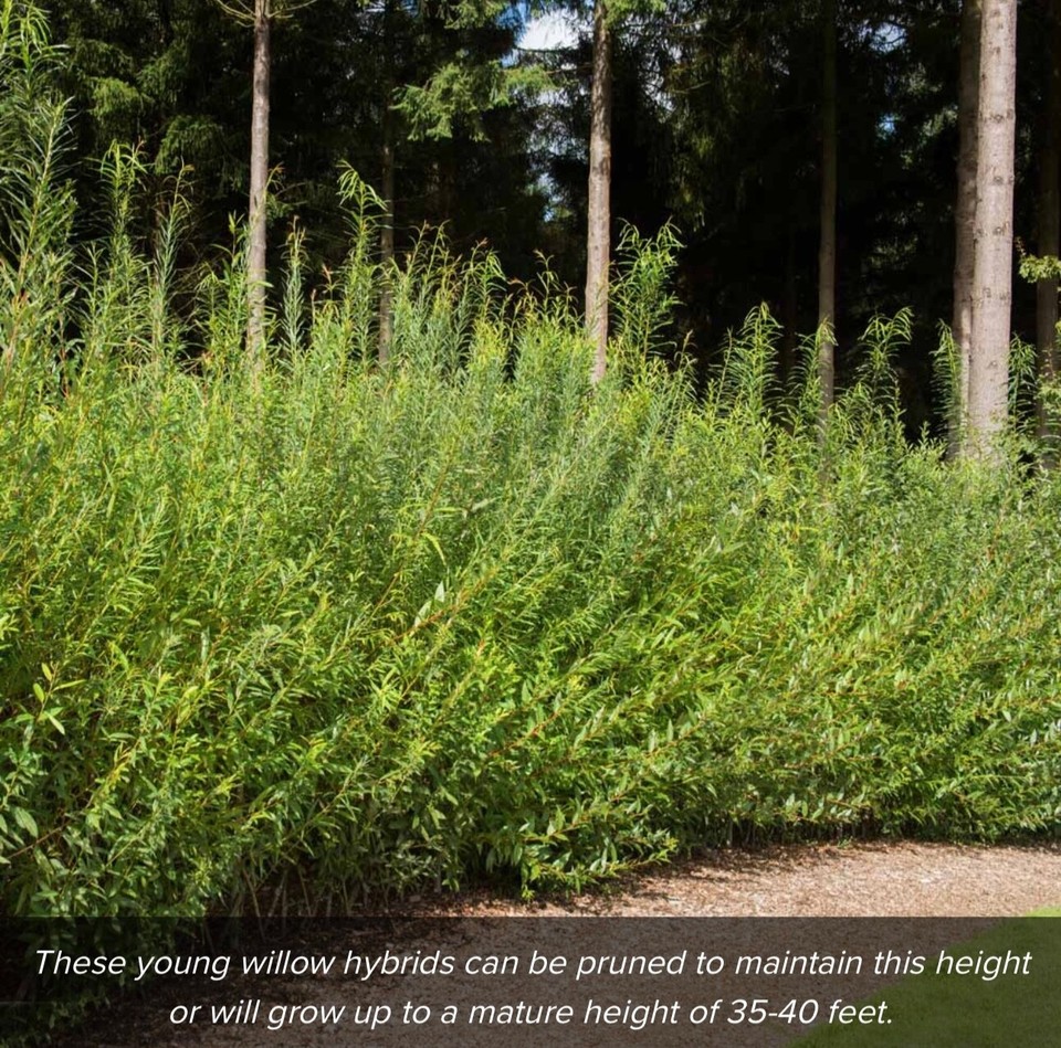 25 Hybrid Aussie Willow Trees - Fast Growing Privacy and Shade - Easy ...