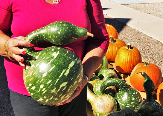 Speckled Swan Gourd Seeds | Ornamental Squash Apple Dipper Bottle Bird ...