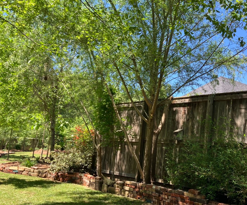 25 Hybrid Aussie Willow Trees - Fast Growing Privacy and Shade - Easy ...