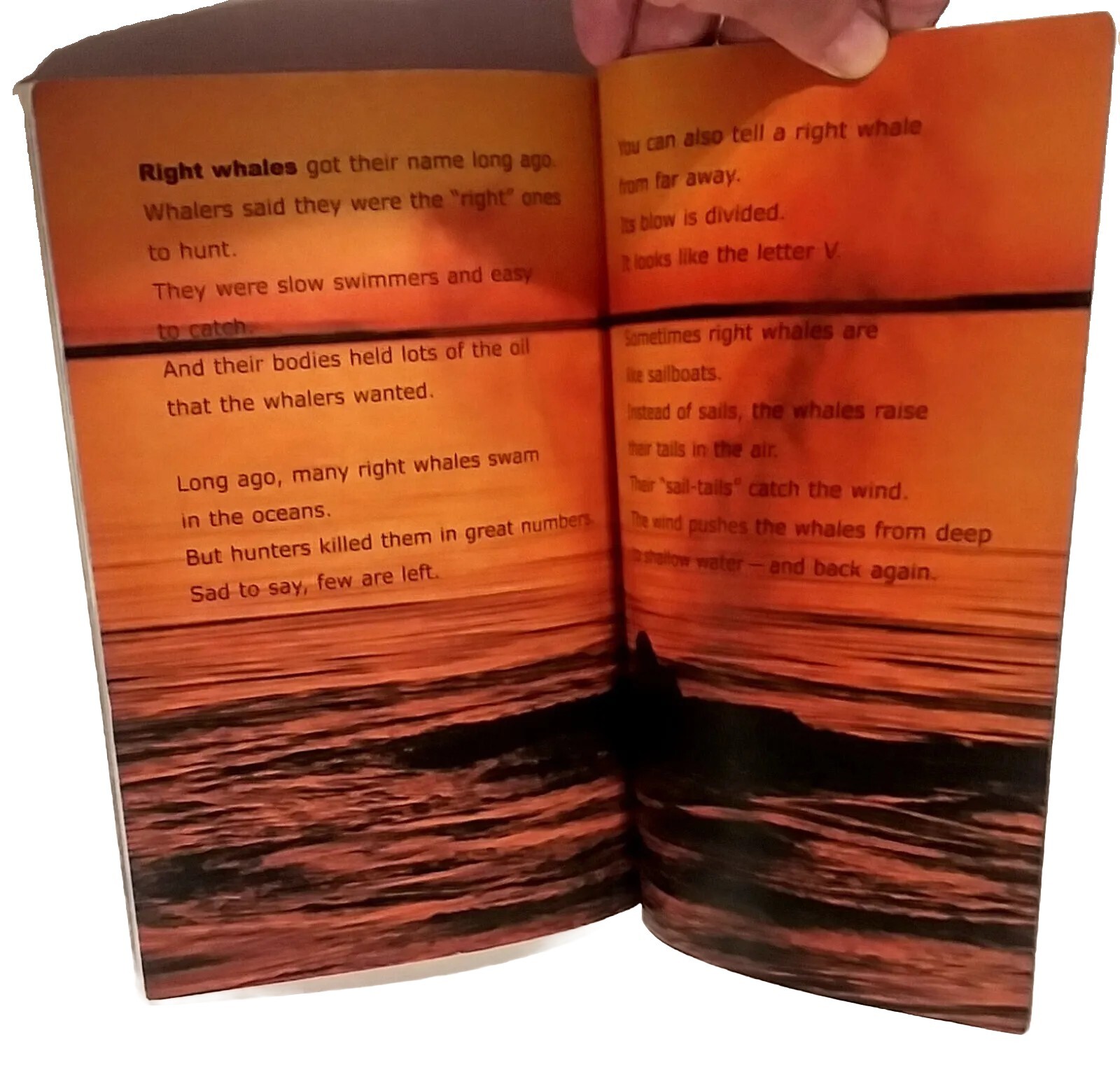 Splash! A Book About Whales and Dolphins Melvin & Gilda Berger ...