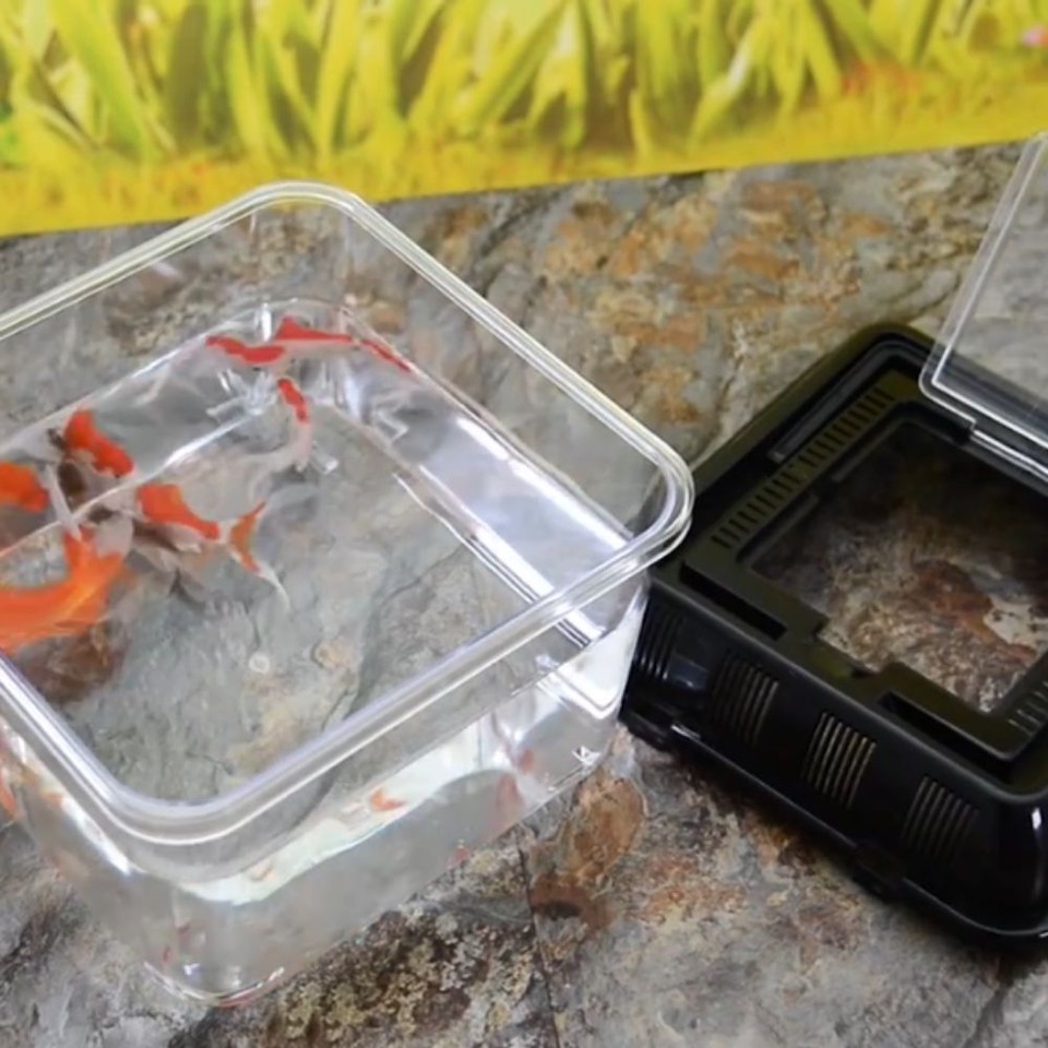 Handheld Portable Fish Tank Plastic Reptile Carrier Turtle Tank Fish ...