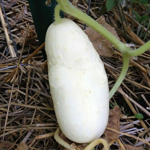 White Wonder Cucumber Seeds | Albino Ivory King Cucumbers Pickle Seed ...