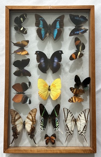 15 Real Butterfly Moth Display TAXIDERMY Double Glass Shadow Box Frame ...