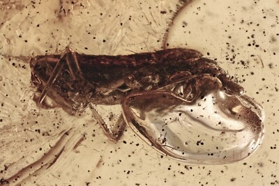 Large SPRINGTAIL & BUBBLE Fossil Inclusion Genuine BALTIC AMBER 220707 ...