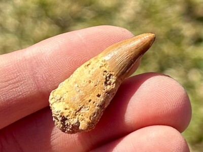ROOTED Fossil Crocodile Tooth Morocco Cretaceous Dinosaur Tooth Kem Kem ...
