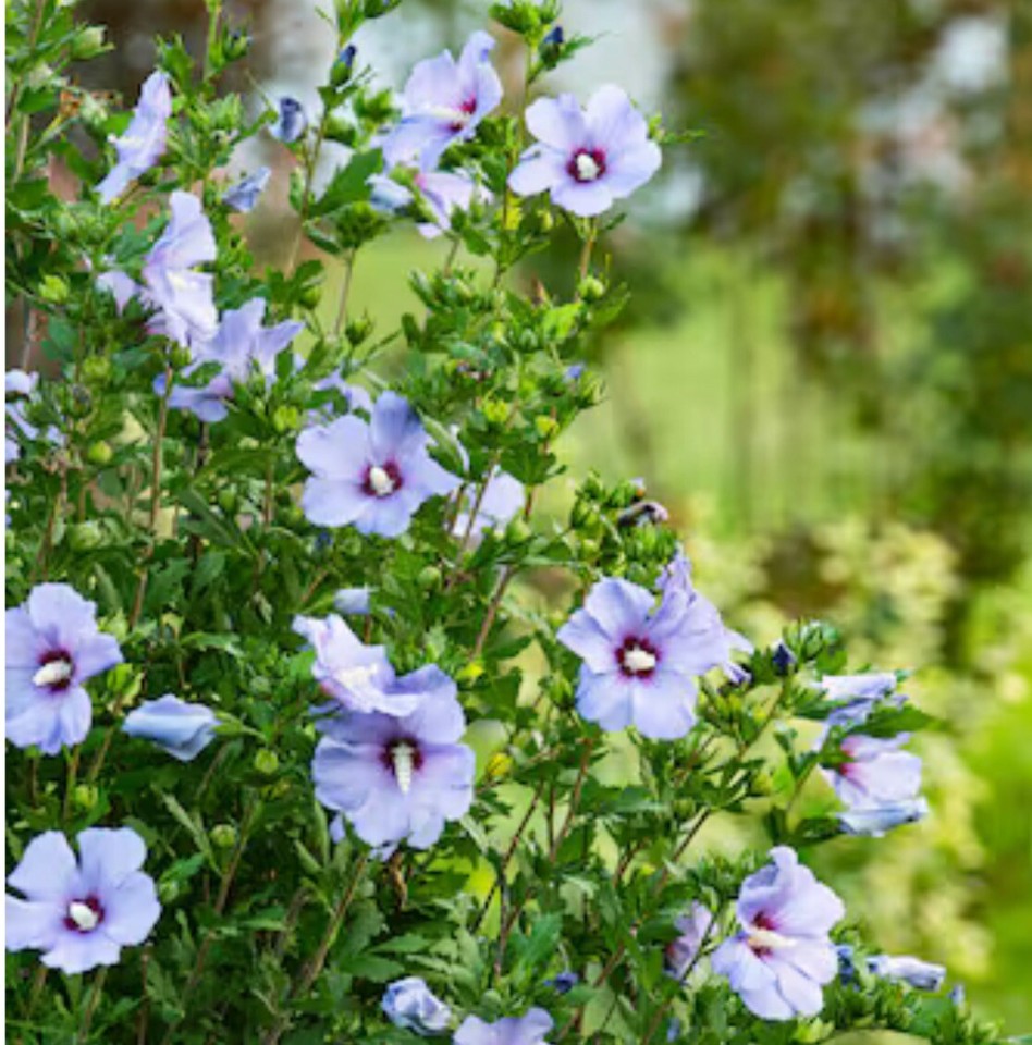 RARE Hibiscus Rose of Sharon~50 Seeds~BLUEBIRD~Hardy Perennial Shrub ...