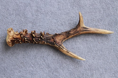 NATURALLY SHED WILD ROE DEER ANTLER (HORN, CABIN, KNIFE, CARVING, ART ...