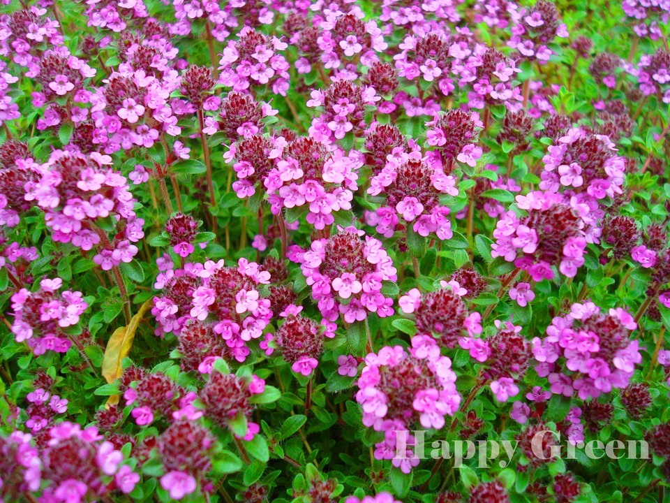 TRAILING THYME - PURPLE CREEPING - 2000 SEEDS - Thymus Serpyllum ...