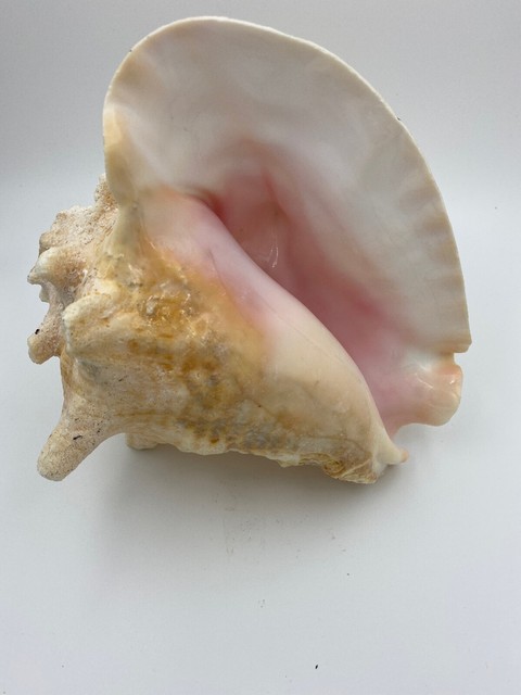 Extra Large Vintage Queen Conch Seashell Sea Shell Pink 8" | eBay