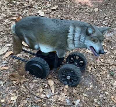 Custom-Made Remote Control Coyote Hunting Decoy - Silent, High Ground ...