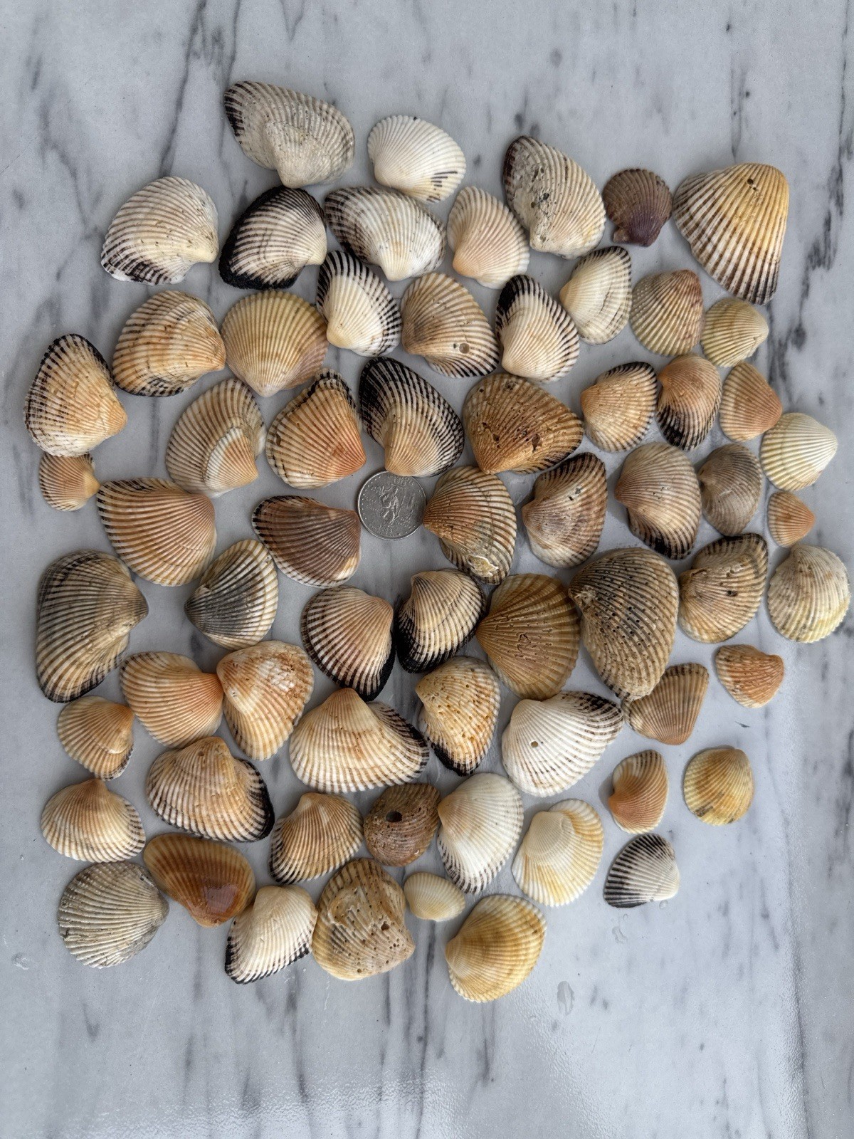 Bulk Lot Of True Florida Sea Shells #6 | eBay UK