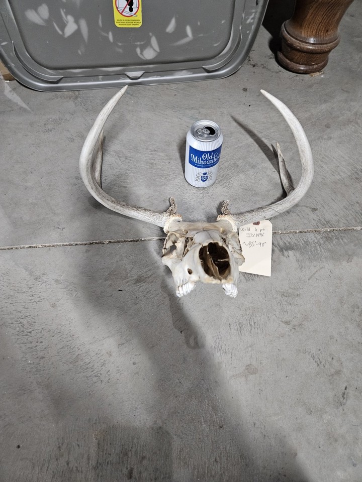 Wild 6 Point Whitetail Deer Antler Rack Horn Skull European Mount Man ...
