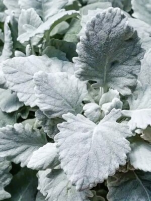 Flies - Dusty Miller