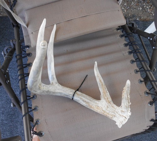 HEAVY BROWED 72 0/8 B&C WHITETAIL DEER ANTLER SHED antlers mule elk ...