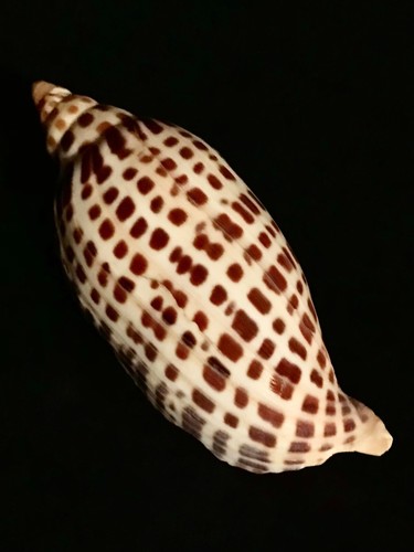 BEAUTIFUL 4+ INCH SCAPHELLA JUNONIA SHELL 107 MM, JUNONIA JUNO VOLUTE ...