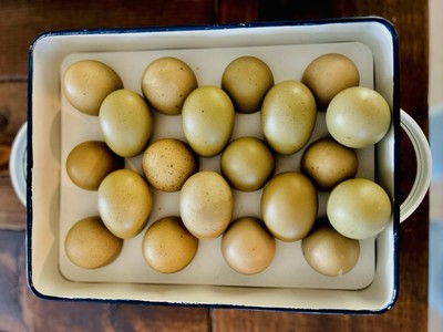 Moss Egger Hatching Eggs (12 eggs) | eBay