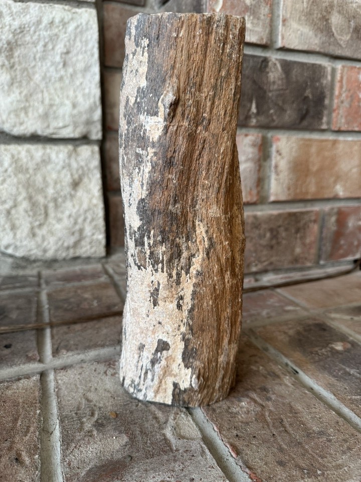 9.8 Lbs. LARGE PETRIFIED WOOD FROM PETRIFIED FOREST NATIONAL PARK ...