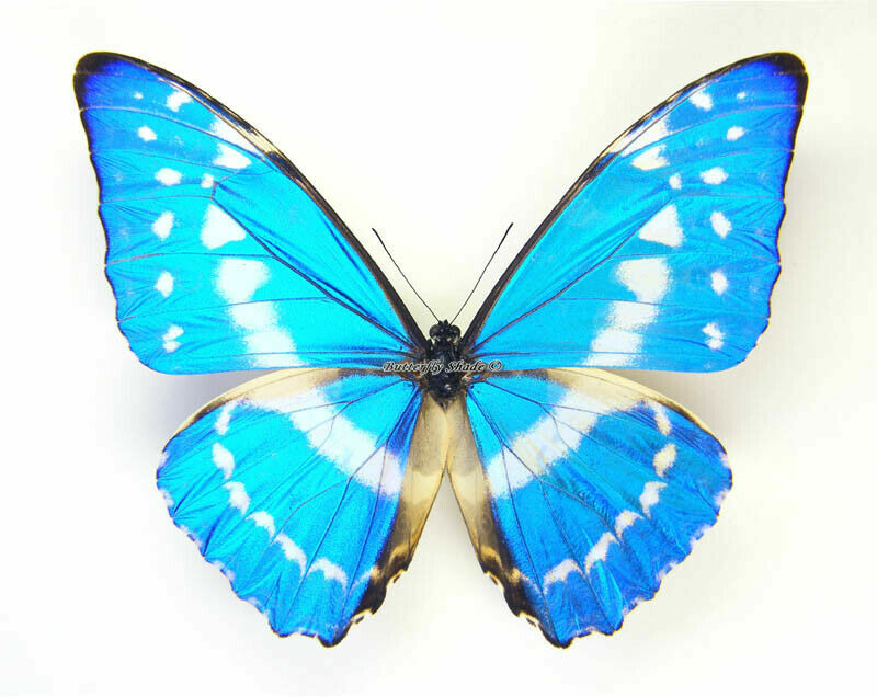 Unmounted Butterfly / Morphidae - Morpho cypris cypris, male, A1 / A ...