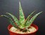 Aloe cultivar CORAL FIRE, exotic hybrid rare blue red color succulent ...