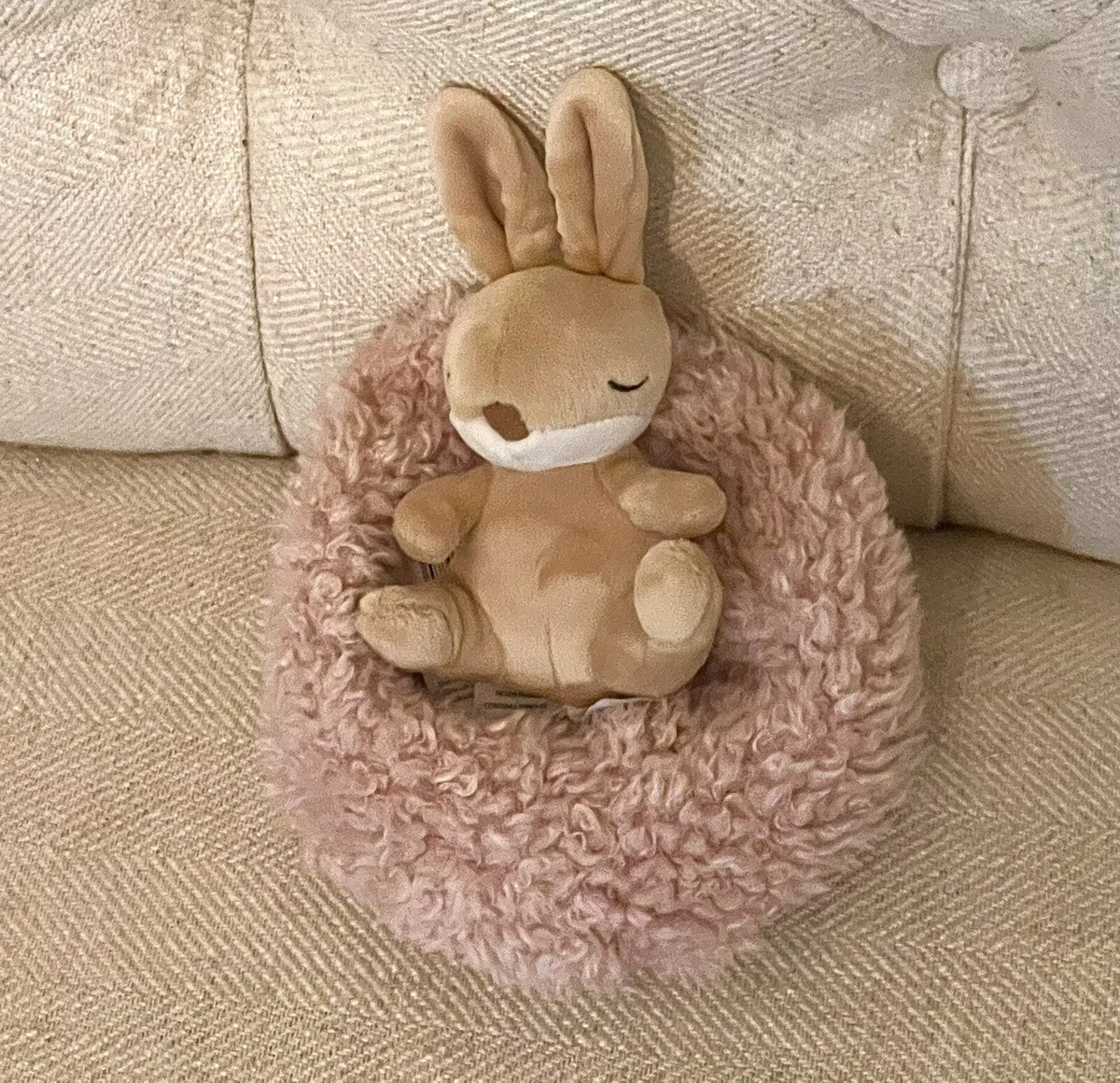 Hibernating Rabbit