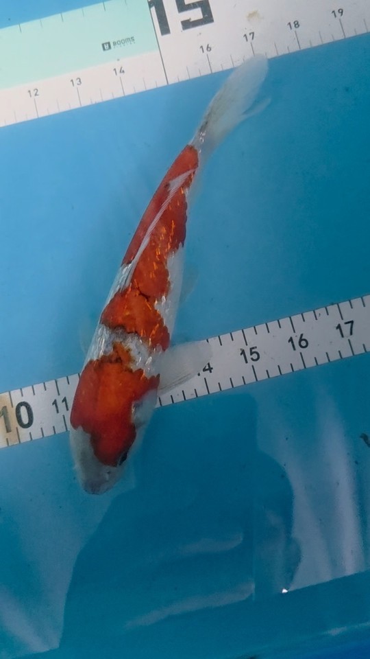 8in GIANT COLOR GINRIN GOSHIKI. Japanese Koi Live Imported KoiGazer | eBay