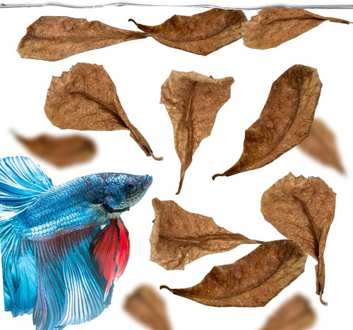 JOR 60 Pcs Mini Leaves for Discus, Angelfish & Neon Tetra, 2" Ketapang ...