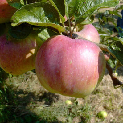 Apfel "Ontarioapfel" | eBay.de
