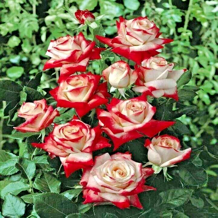 Rose Bush FIRE & ICE Red & White 1 Live 1-2 Ft Flower Plant 2005 AARS ...