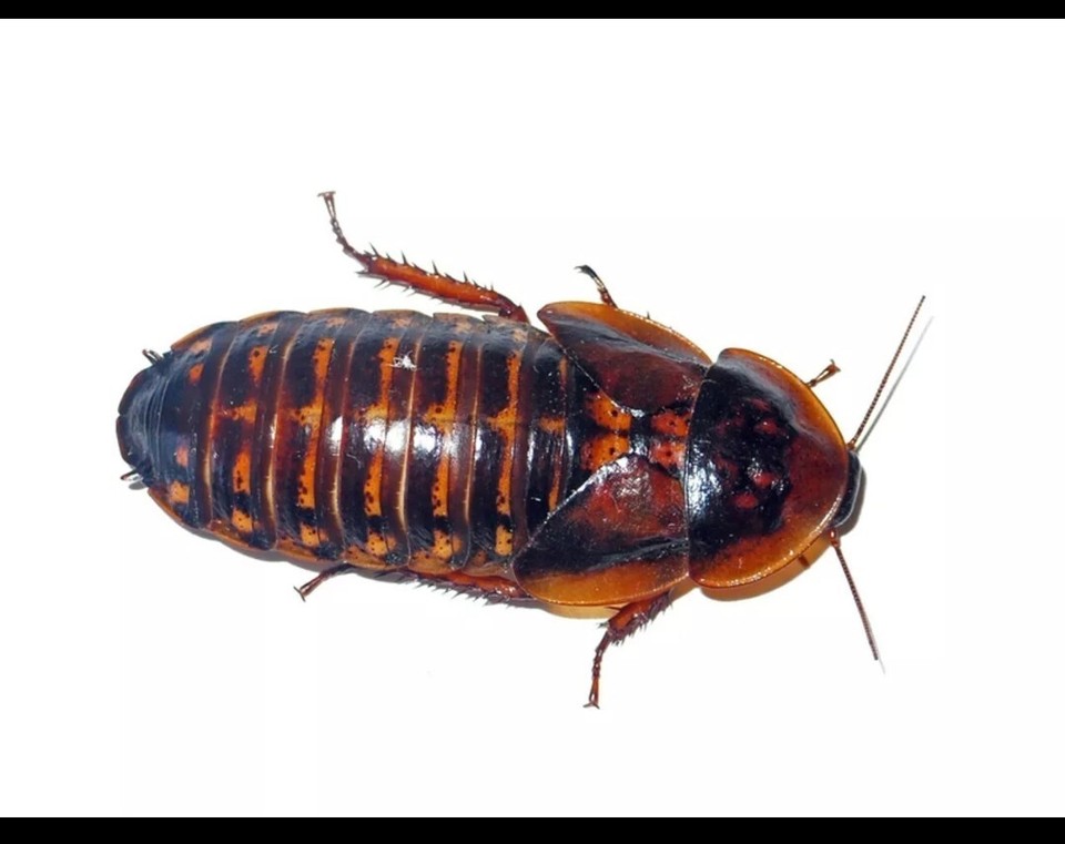 Dubia Roaches Starter Colony 50 Female & 15 Male Plus 50 Nyphums | eBay