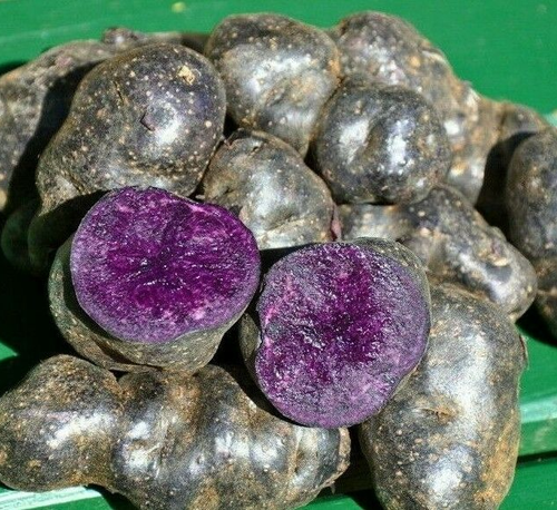 Purple Congo Seed Potatoes - 6 tubers - Organic Vegetable Garden grown ...