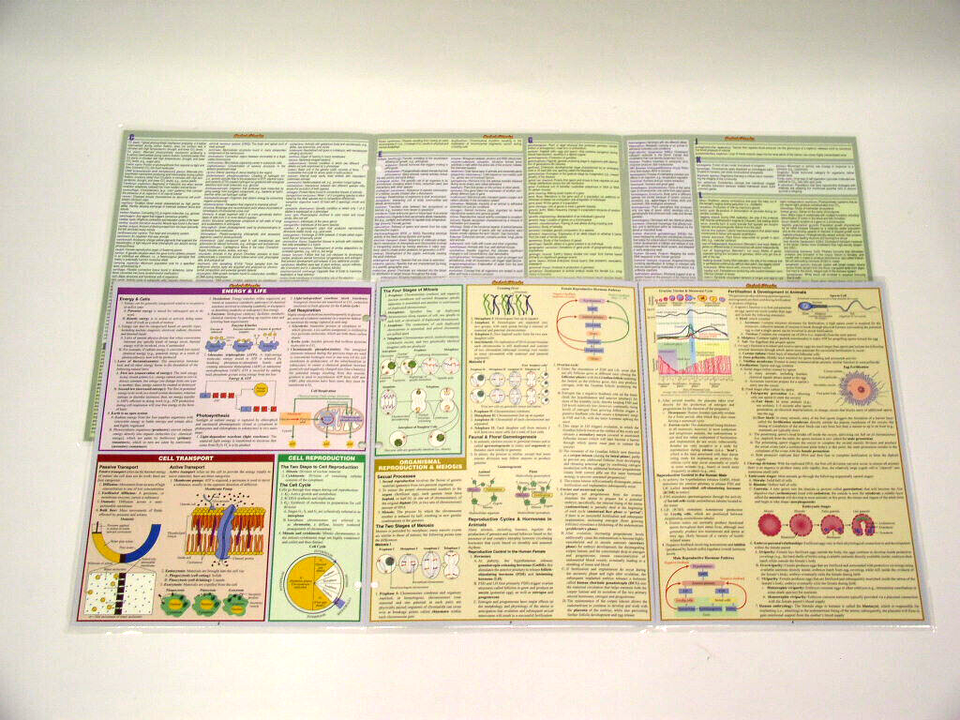 2 Different 3 page, Laminated Biology Quick Study Academic Guide ...