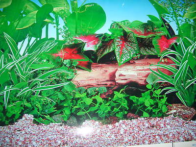 Vinyl Aquarium/ Fish Tank / Vivariums Backdrop | eBay UK
