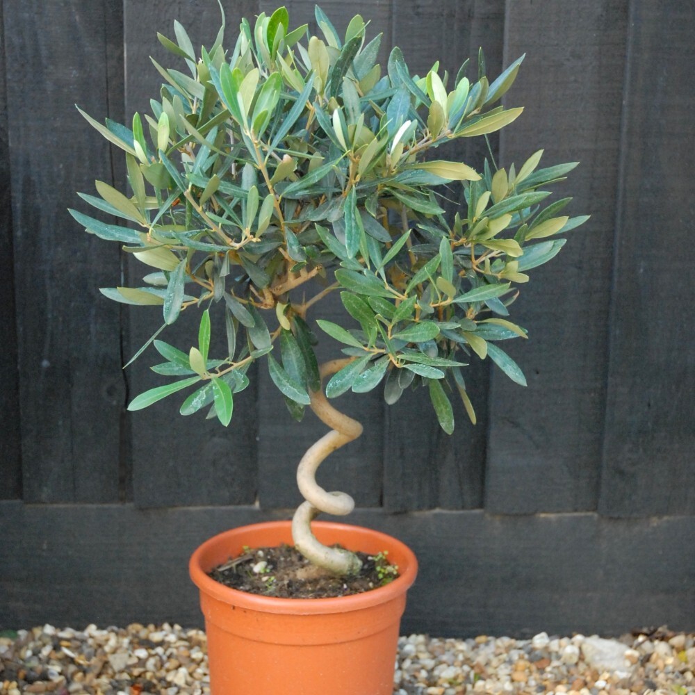 Olive Tree Twisted 60-70cm Stem Standard 20cm Pot x 2 Hardy Shrub Easy ...