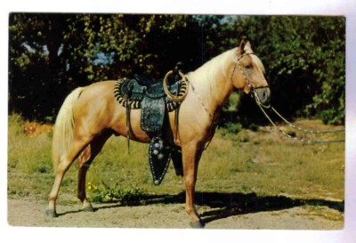 BEAUTIFUL PALOMINO HORSE WITH SILVER COVERED SADDLE & BRIDLE POSTCARD ...