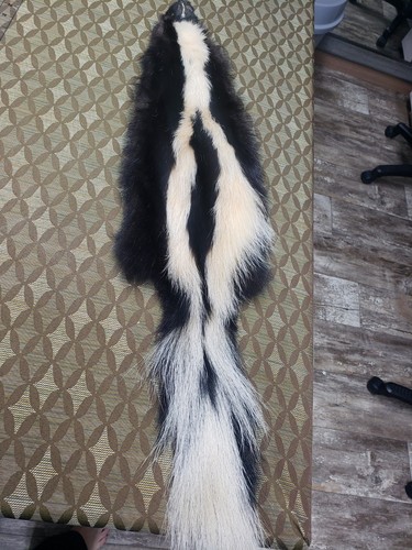 Tanned Pennsylvania Skunk, Nice Tan Thick Fur And nice tail | eBay