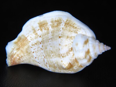 STROMBUS DILATATUS: CURRENTLY THE BEST DEAL ON EBAY @ 53.05MM! | eBay