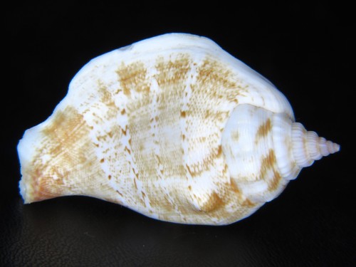 STROMBUS DILATATUS: CURRENTLY THE BEST DEAL ON EBAY @ 53.05MM! | eBay