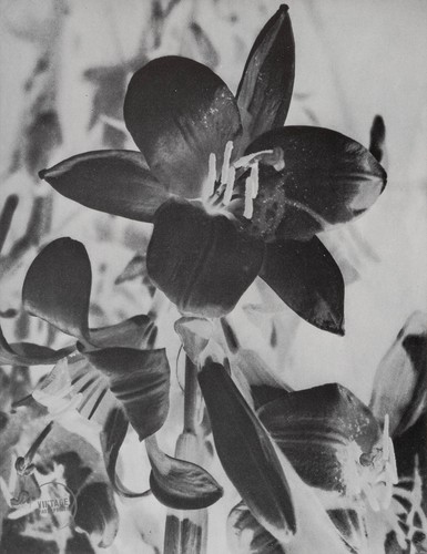 VTG Man Ray Photo Print Still Life Study Engraving LithographArt 1920 ...