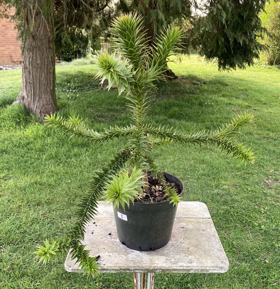 Hardy Monkey Puzzle Tree Plant (Araucaria Araucana) 8 Years Old. U.K ...