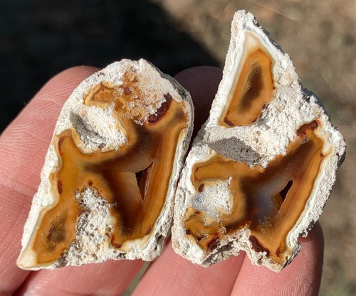 AGATIZED CORAL FOSSIL Chalcedony Fossilized Mineral Reef Ocean Specimen ...