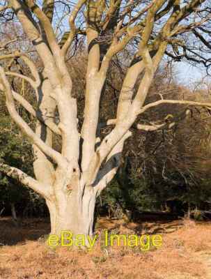 Photo 6x4 Pollarded beech tree on edge of Winding Stonard Stoney Cross ...