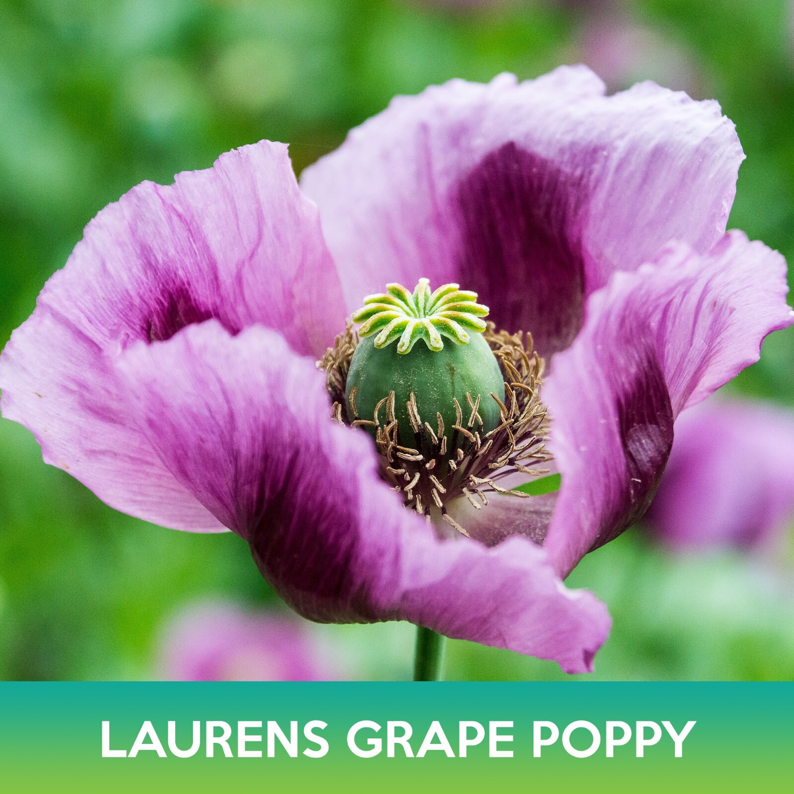 Laurens Grape Poppy Seeds | eBay