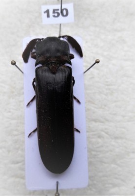 Collectible Elateridae , Dried insect, Dried beetles | eBay