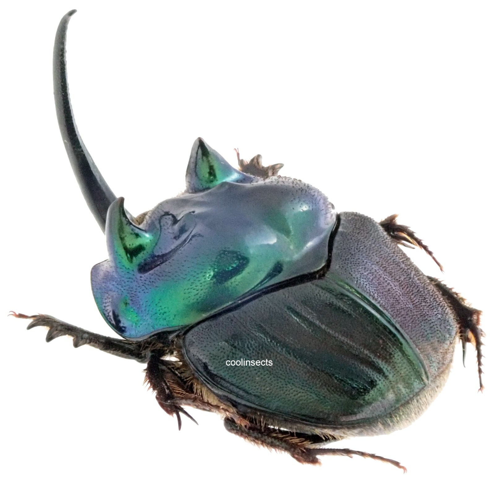 Insect - SCARABAEIDAE Proagoderus extensus - Tanzania - Medium Pair ...