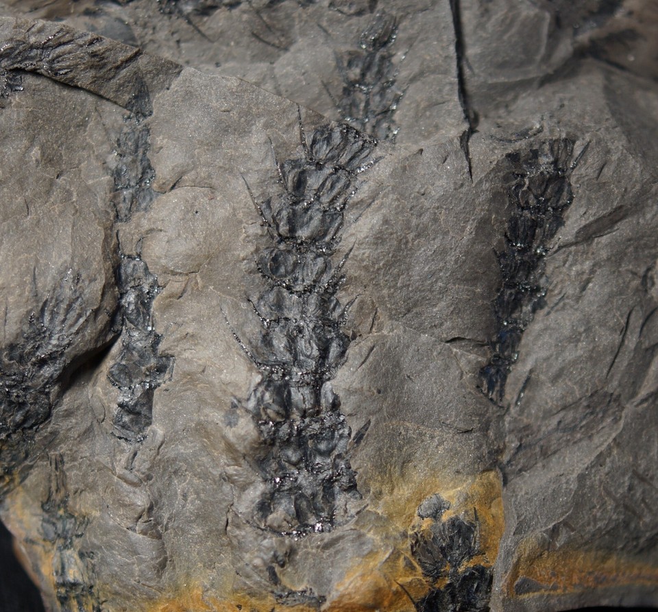 Carboniferous fossil plant numerous rarer Horsetail calamites cones ...