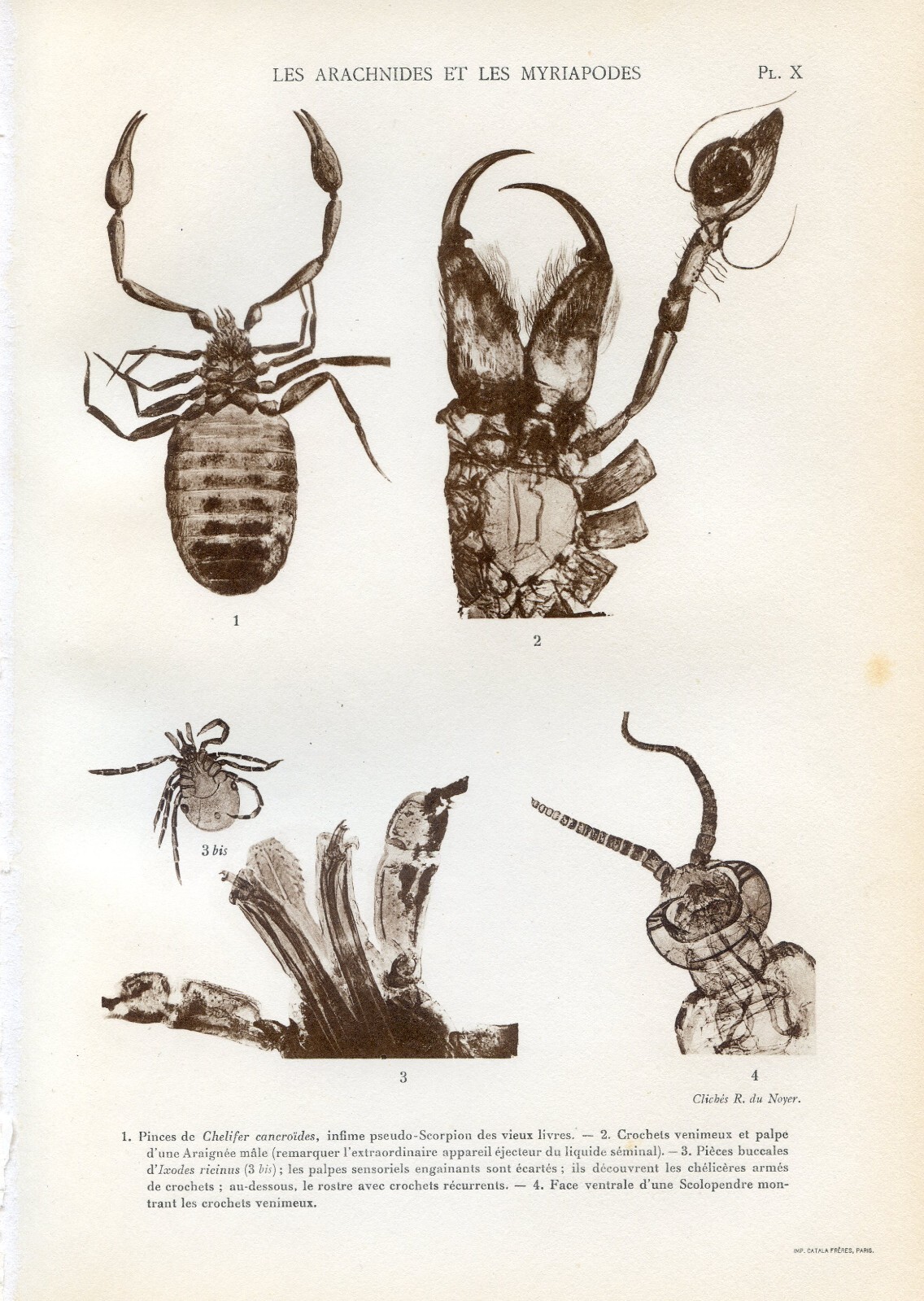 Arachnids and myriapods, Claws, poisonous fangs..........Print..1928 | eBay