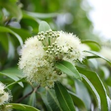 Lemon+Myrtle+Seeds+Backhousia+Citriodora+Native+Flowering+Shrub+20+Seed ...