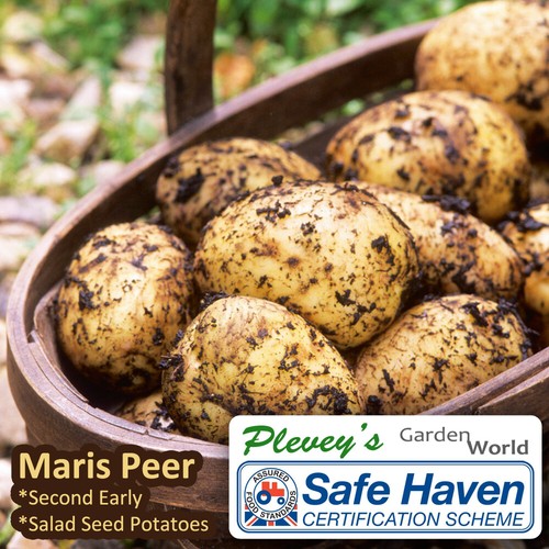 Maris Peer - Summer Planting / Christmas Seed Potatoes - 2025 Stock | eBay UK
