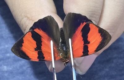 944 Nymphalidae | eBay